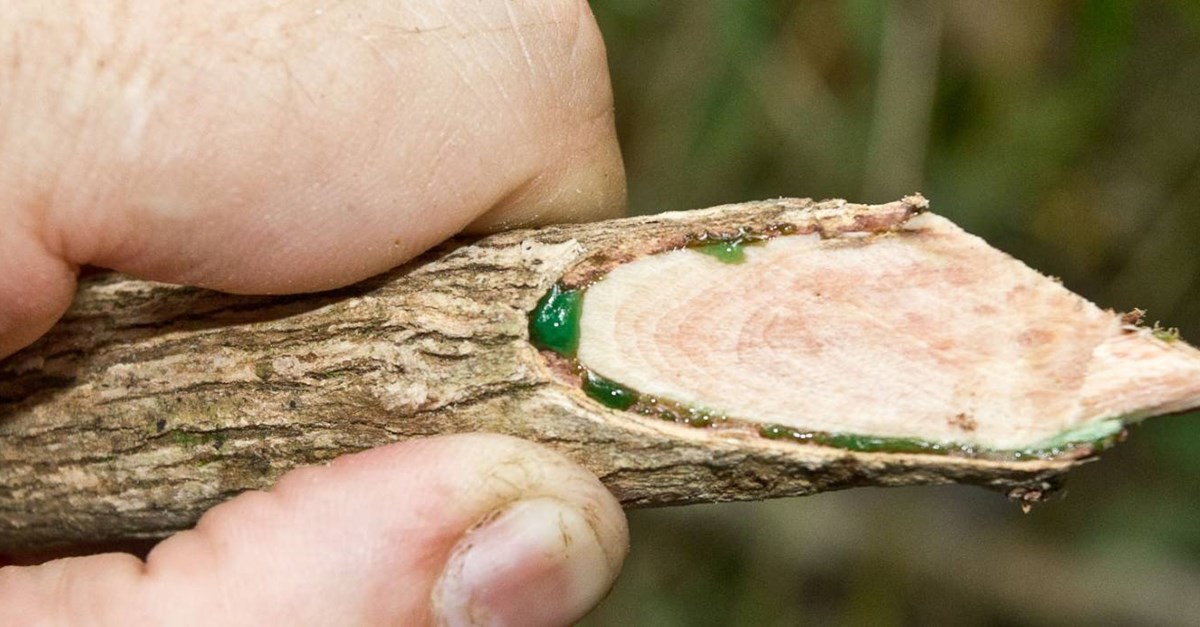 Growing nickel from trees